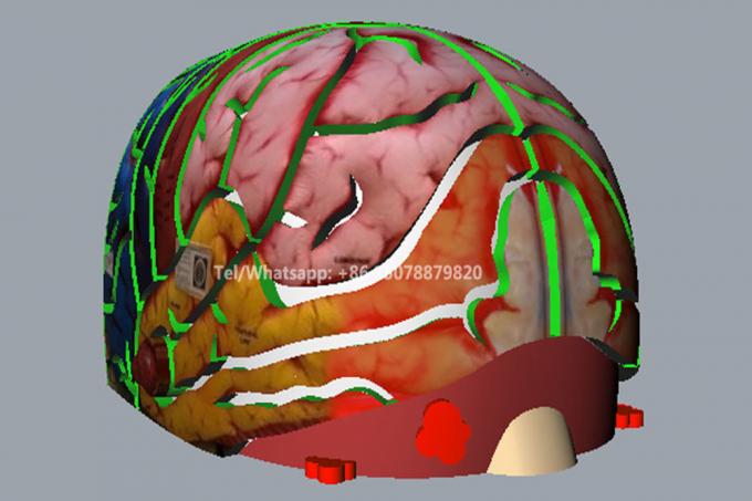 Inflatable Mega Brain Model Organs Exhibition Giant Human Big Brain Tent