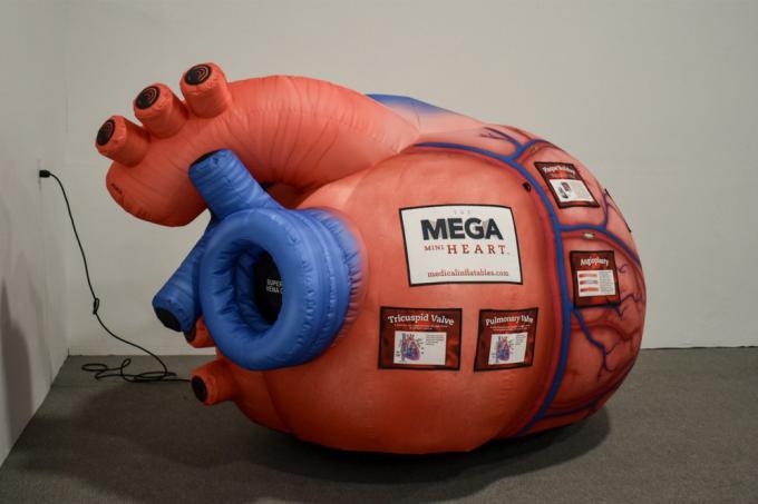 Inflatable Human Organs Giant Brain Heart Lungs For Teaching Medical ...