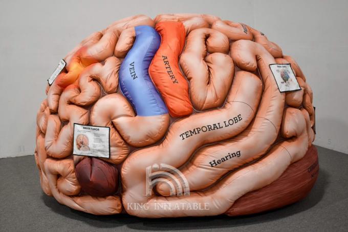 Inflatable Human Organs Giant Brain Heart Lungs For Teaching Medical ...